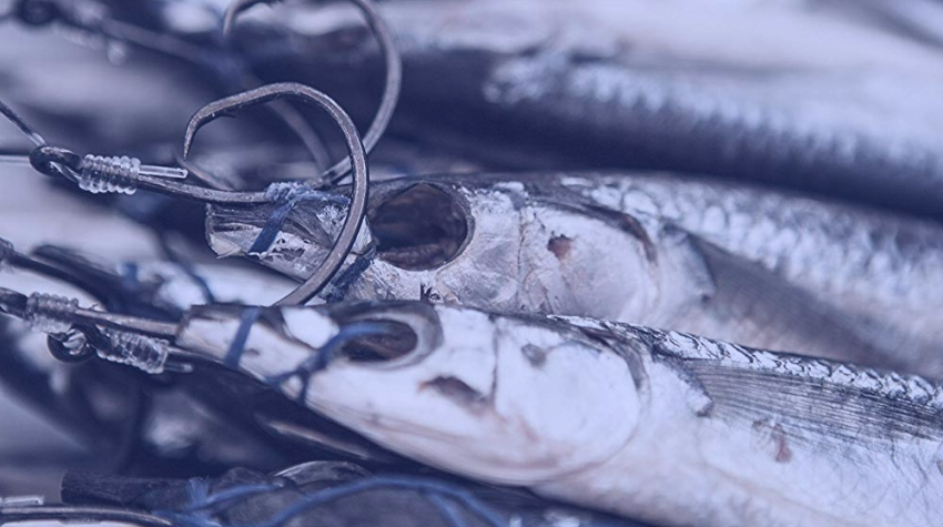 Ultimate Guide to Catfishing Hooks Part Of Your Tackle Box - TheFishingDeck